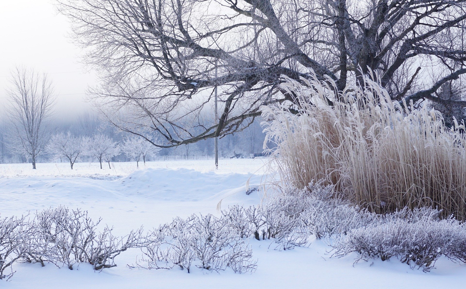 Learn to identify Michigan trees in winter with Kellogg Bird Sanctuary
