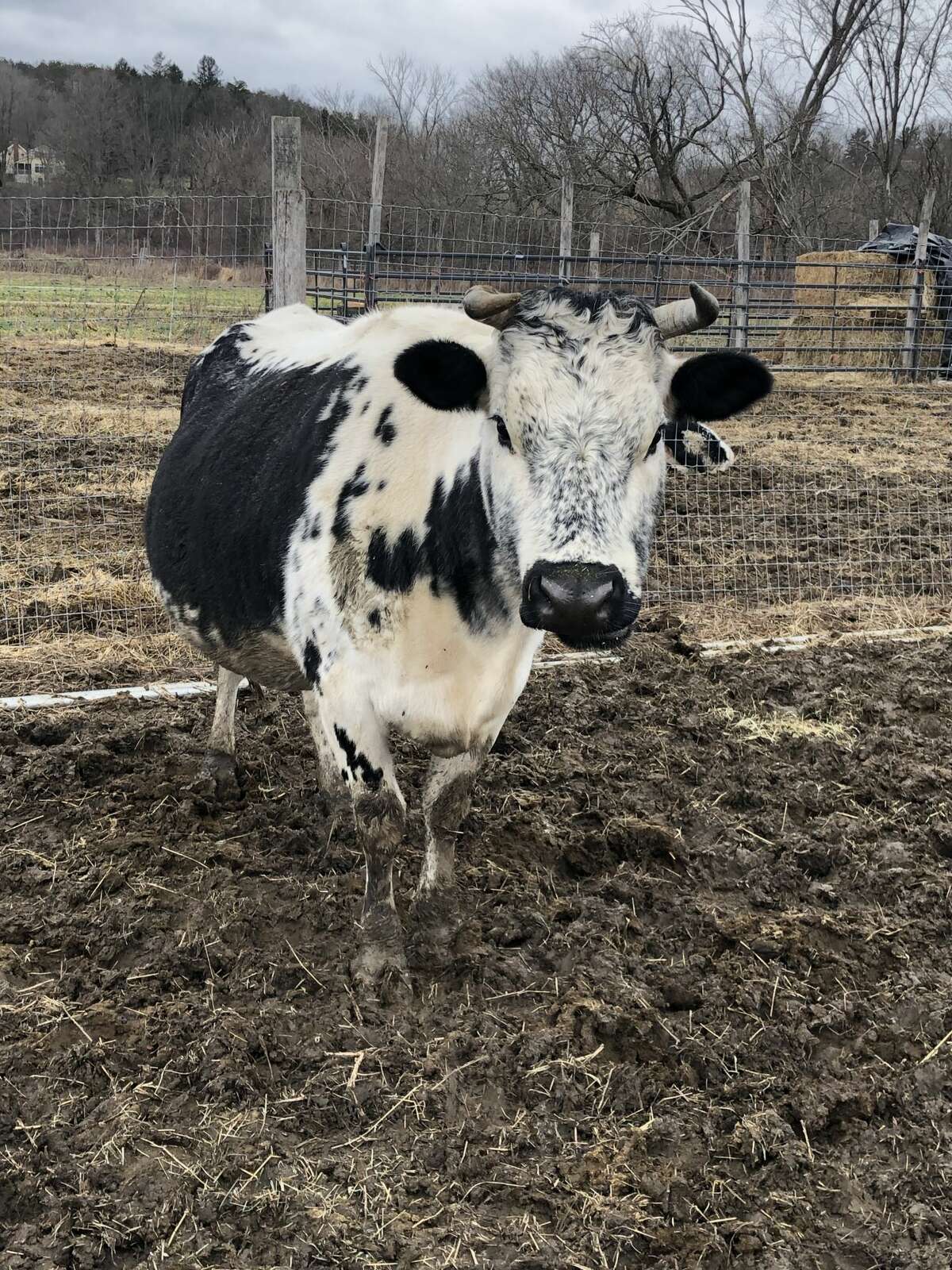 Columbia County farms integral in rare cattle breed preservation