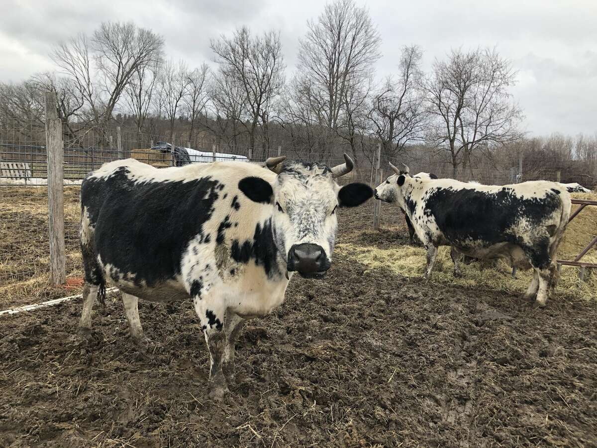 Columbia County farms integral in rare cattle breed preservation