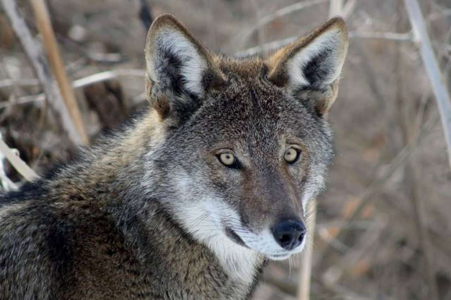 Wolf calls