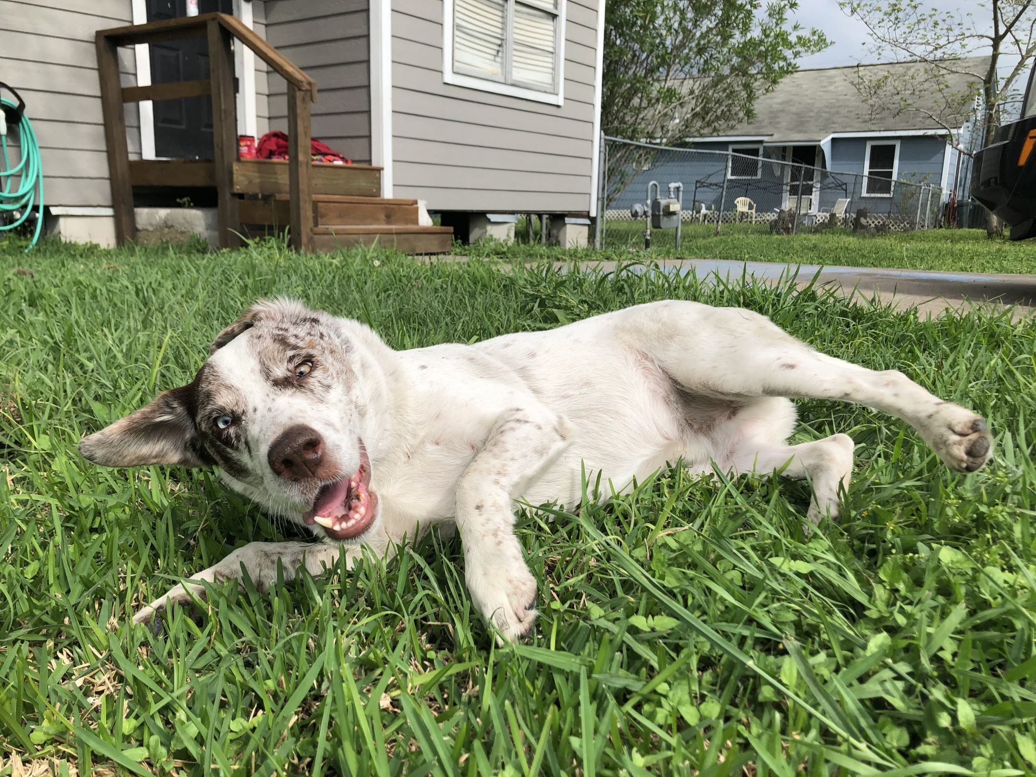 'He is our angel': Remembering Frank, a small Texas town's celebrity dog