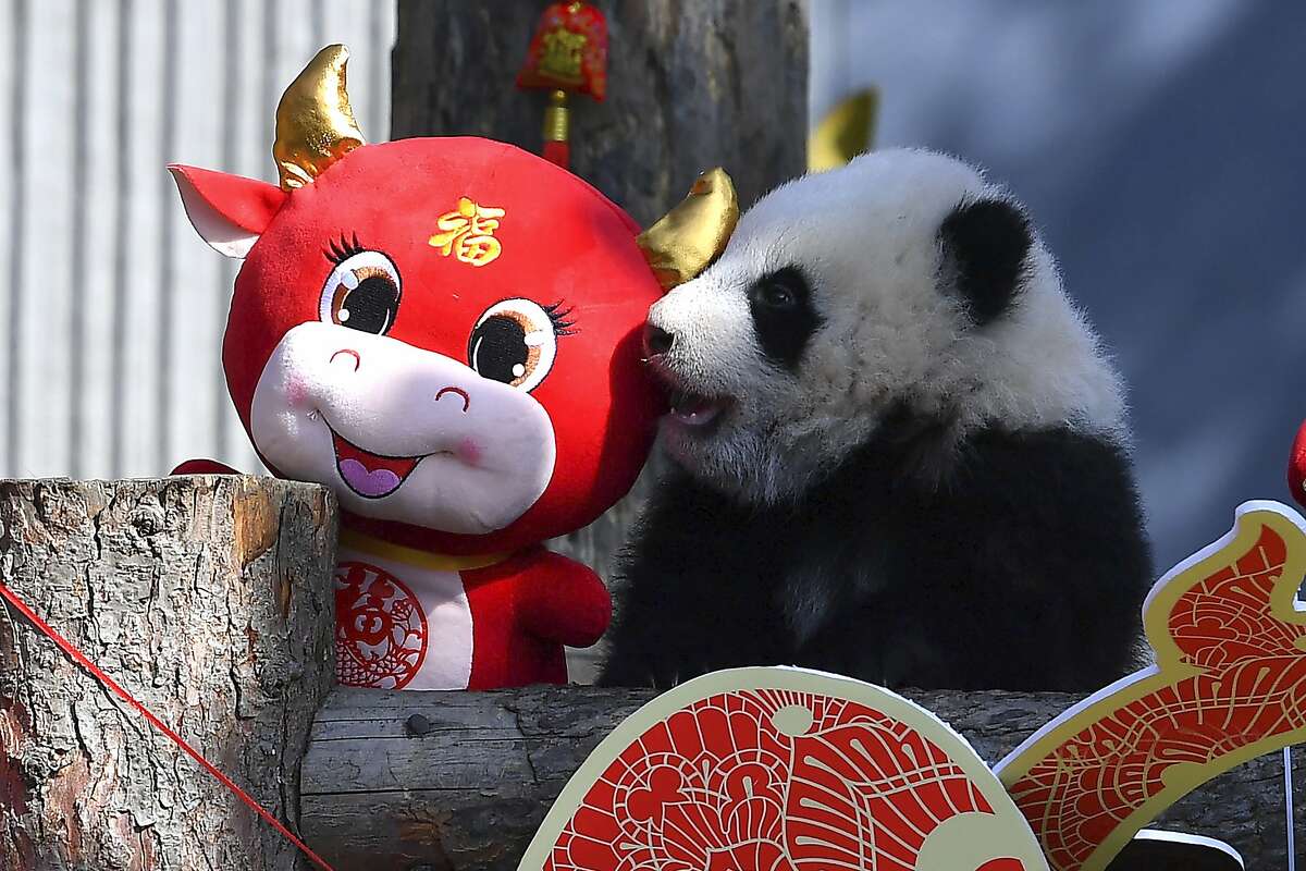 Zoo Atlanta s Baby Panda Debuts