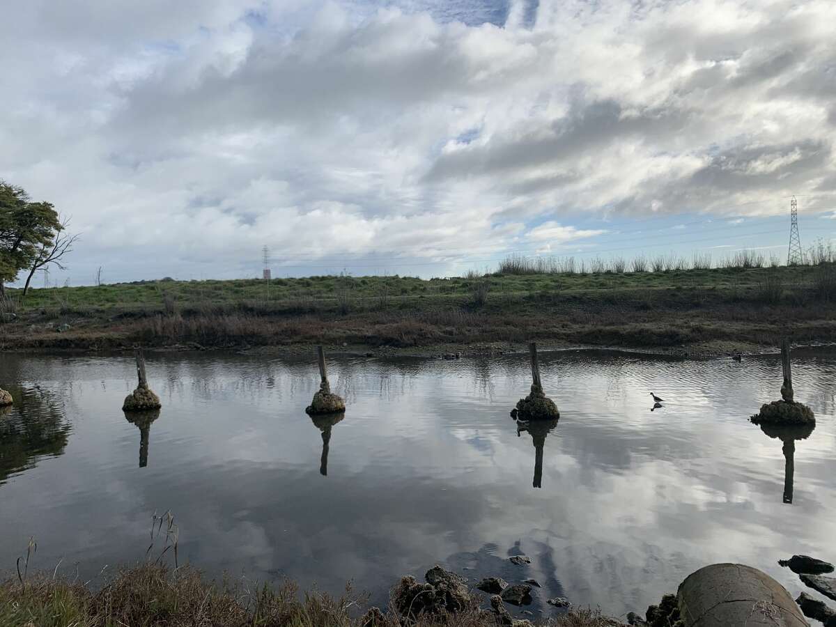 Restored Marin marshland offers new hike for bayfront viewing