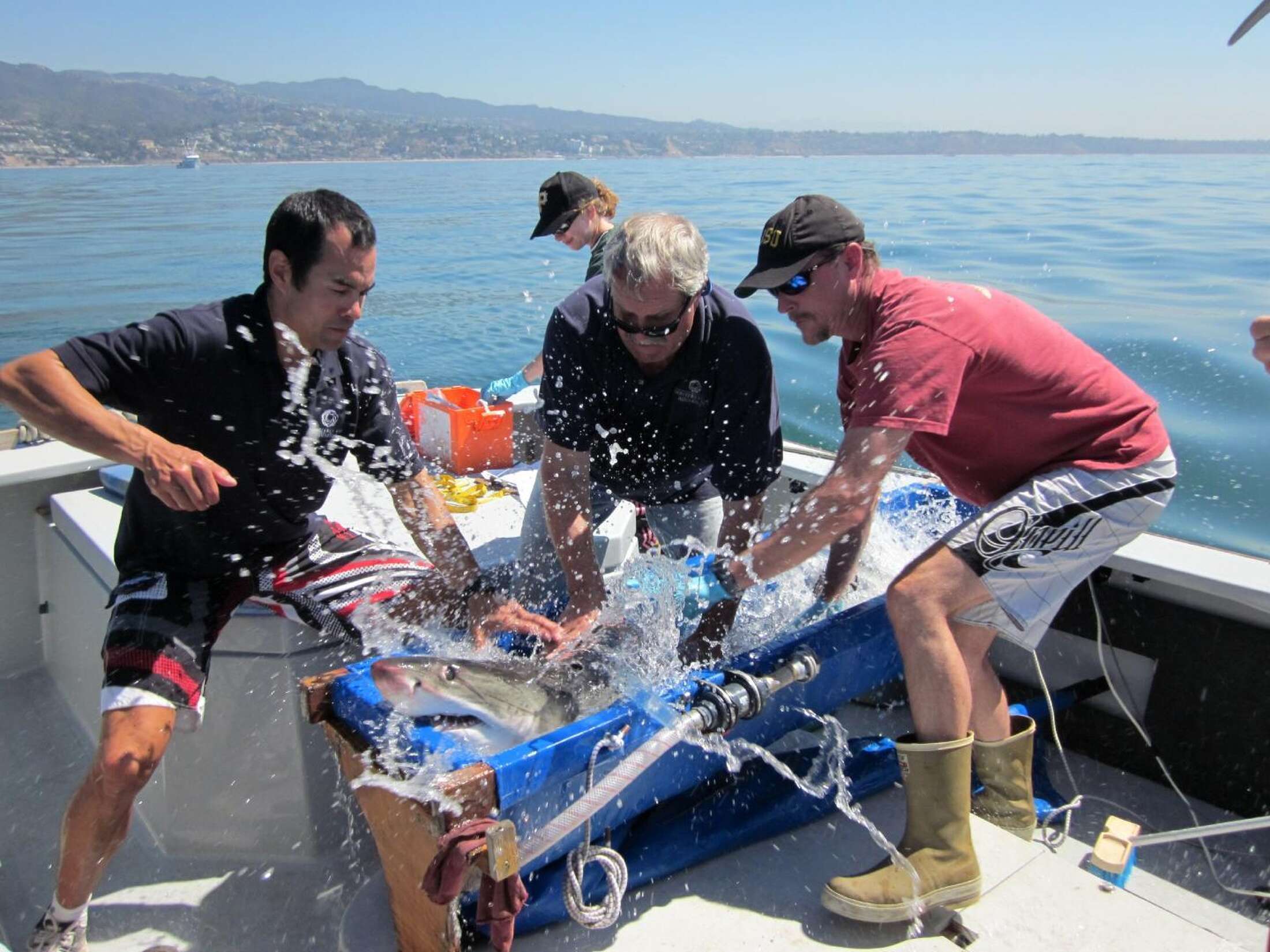 Santa Cruz is seeing more great white sharks. Now researchers know why