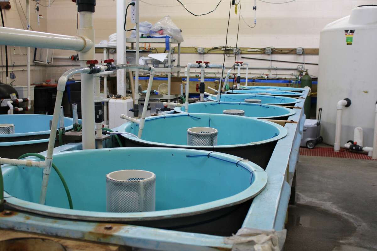 How Texas hatcheries are working to restore southern flounder