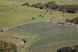 Point Reyes is not a wine destination. This vintner says climate change ...