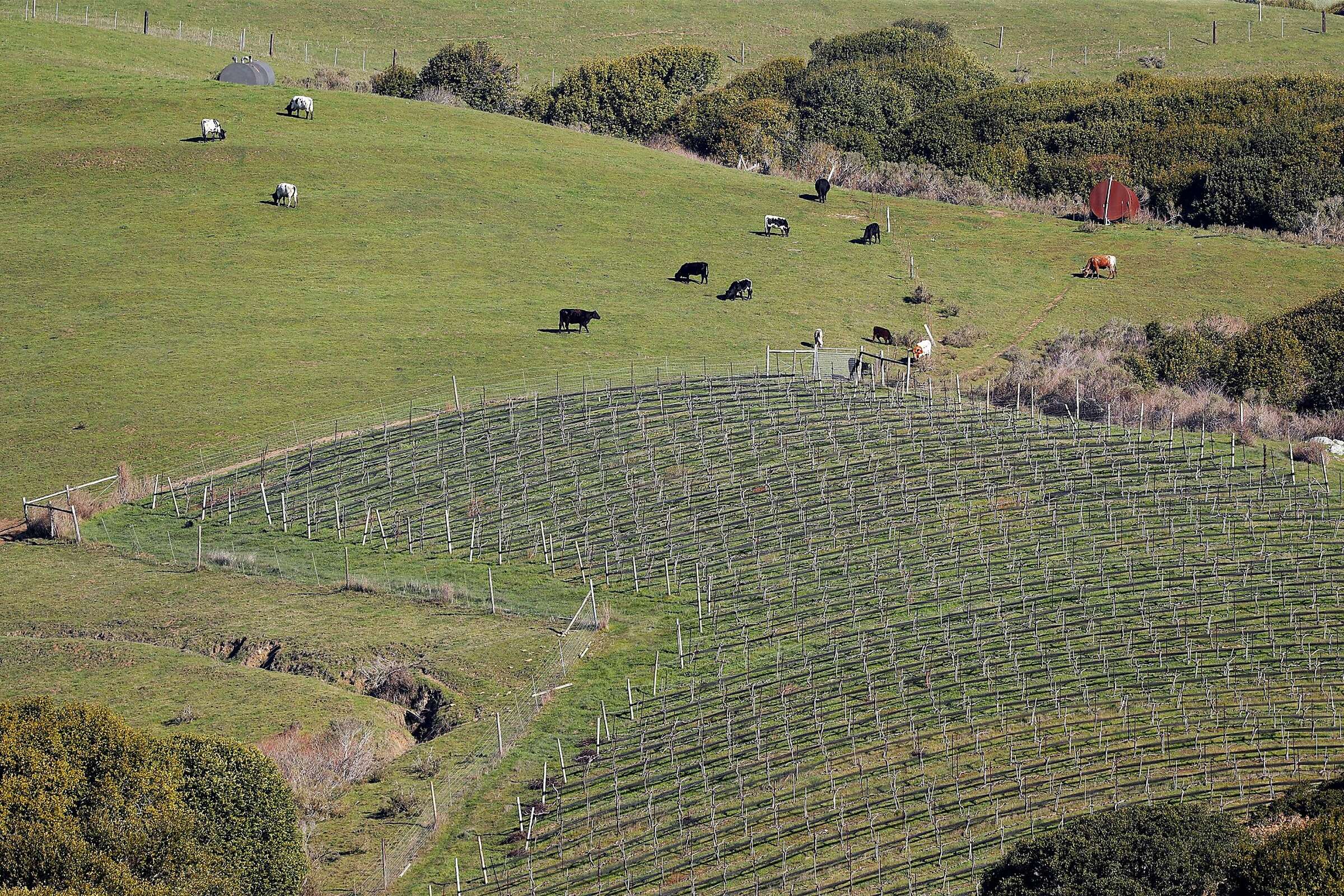 Point Reyes is not a wine destination. This vintner says climate change ...