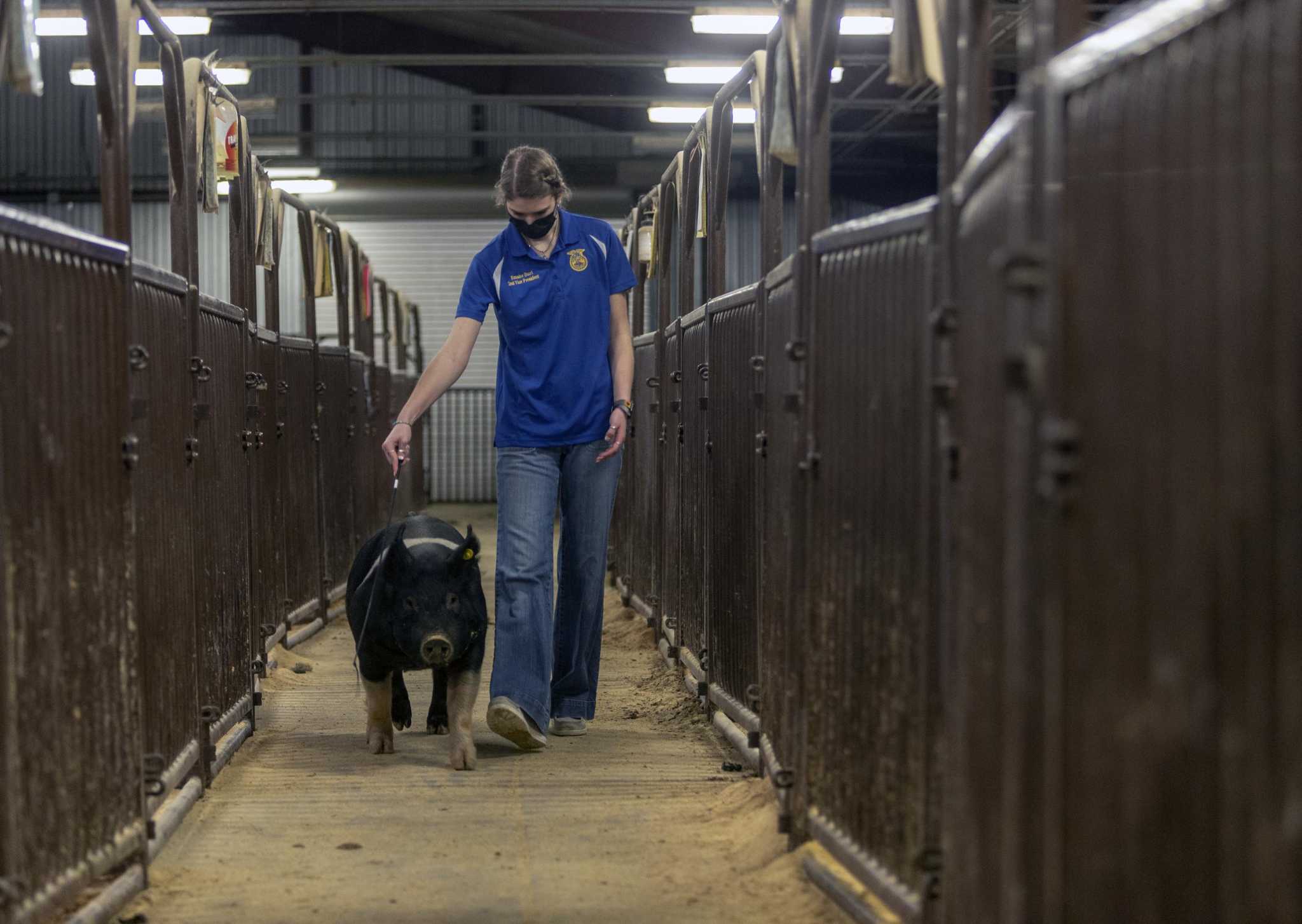 Express Briefing: S.A. students raised animals for show — and it’s on