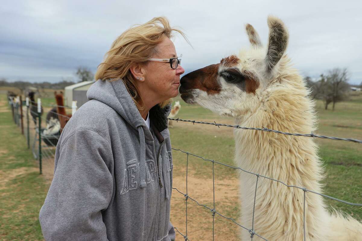 South Texas llamas loved for their fuzziness and their fierceness in ...