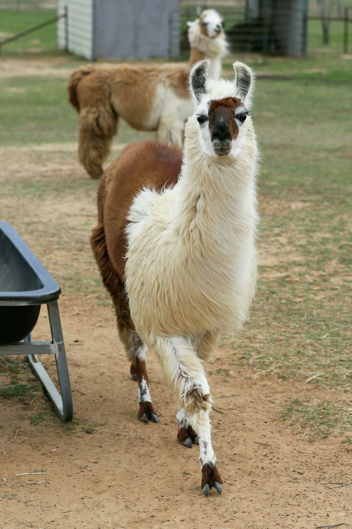 South Texas llamas loved for their fuzziness and their fierceness in ...