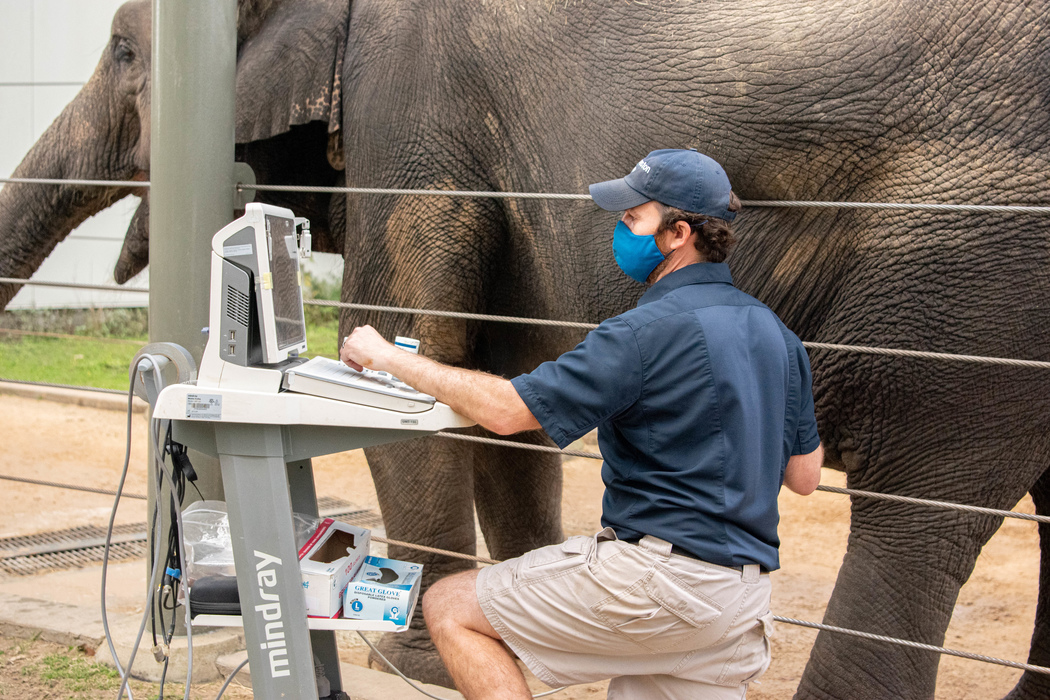 The Houston Zoo is expecting two new baby Asian elephants this spring