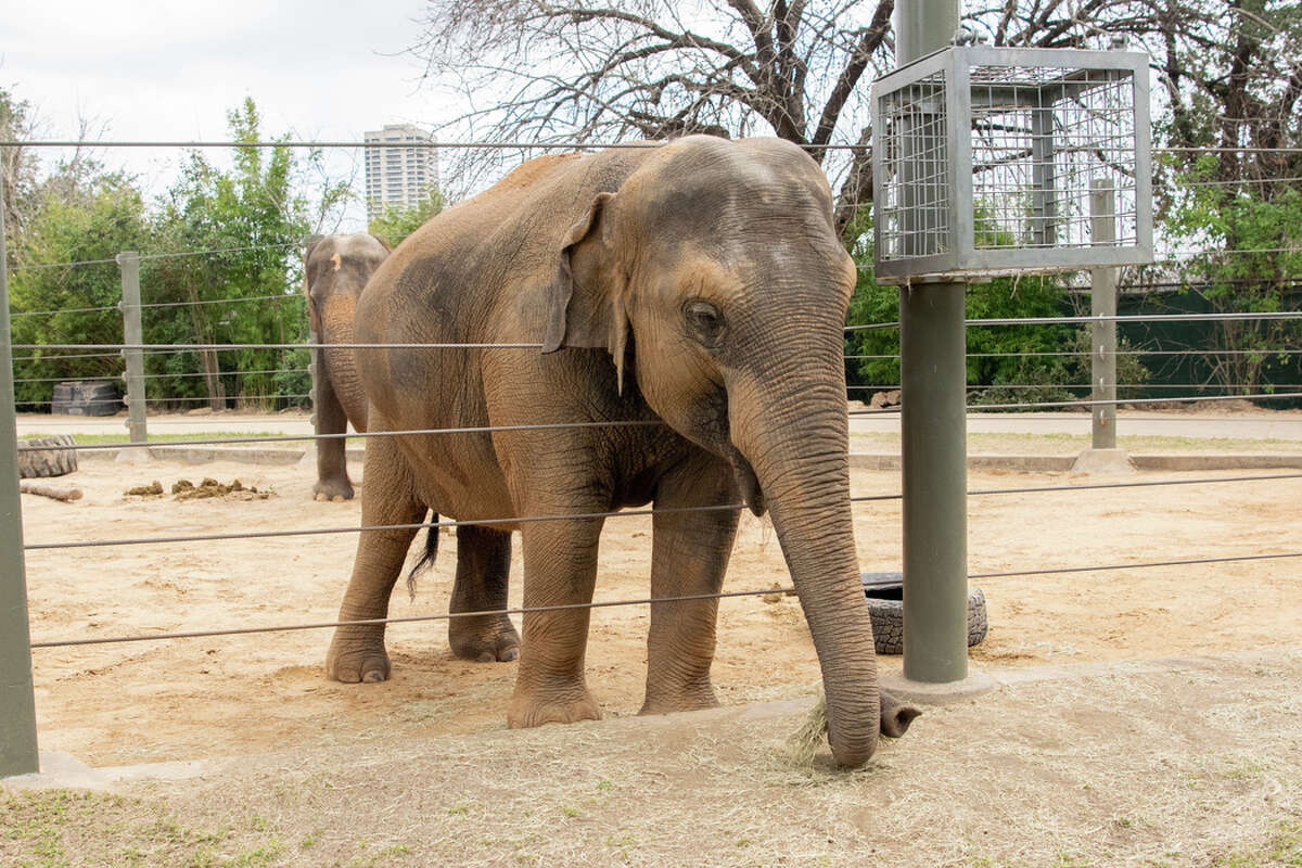 The Houston Zoo is expecting two new baby Asian elephants this spring