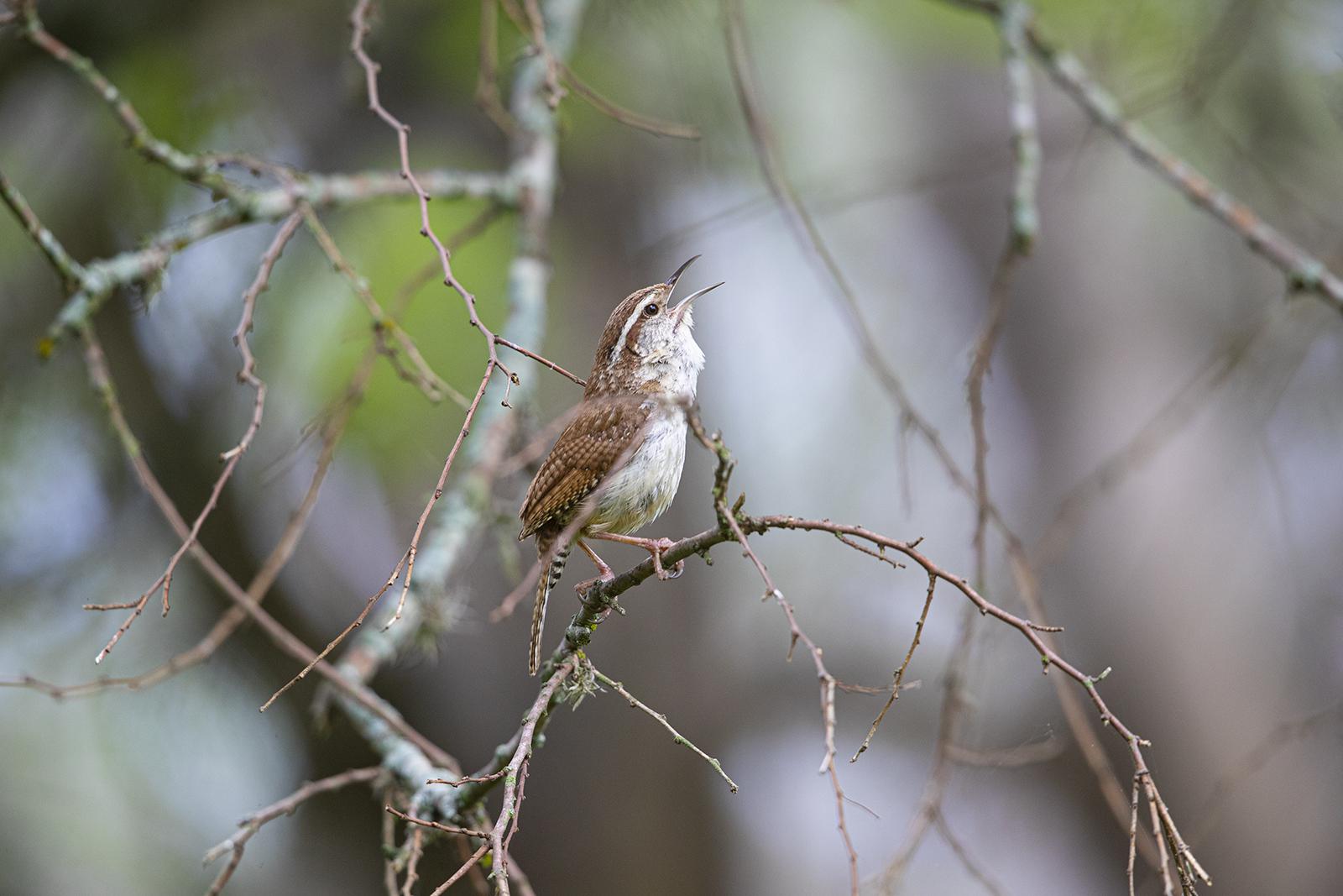The meaning behind songbirds’ springtime calls