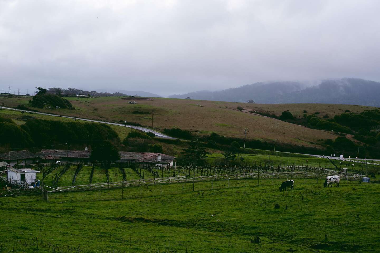 Point Reyes is not a wine destination. This vintner says climate change ...