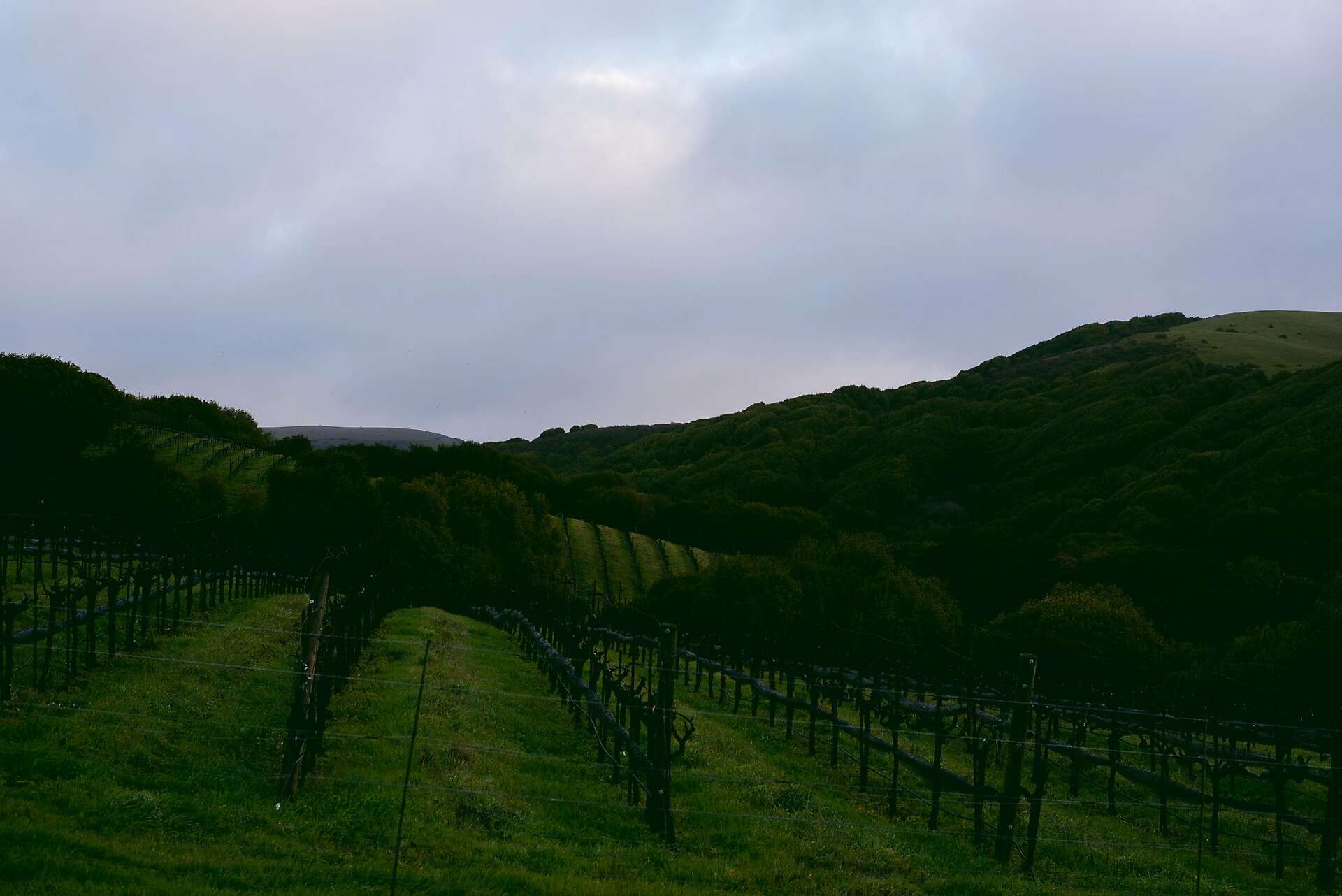 Point Reyes is not a wine destination. This vintner says climate change ...