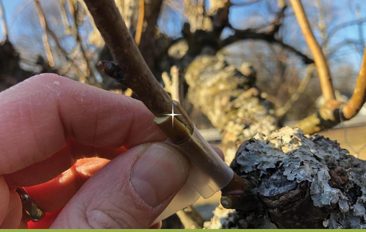 Kent library teaches top grafting in outdoor program