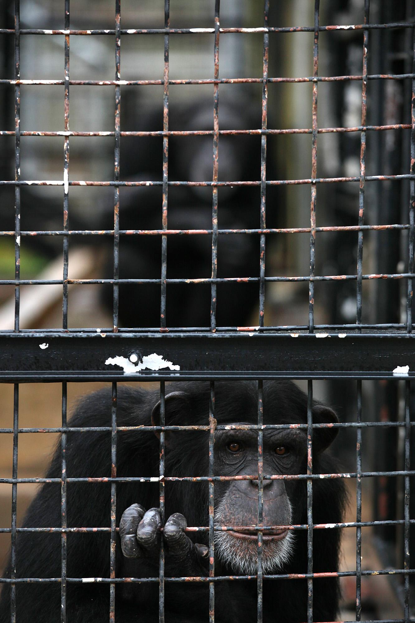 San Antonio monkey, chimpanzee sanctuary prepare for winter storm