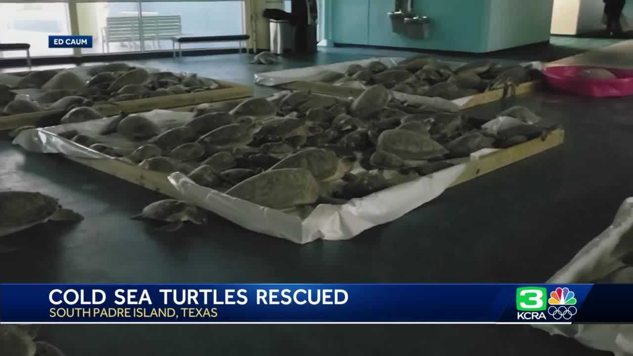 Volunteers rescue hundreds of turtles from frigid temperatures in Texas