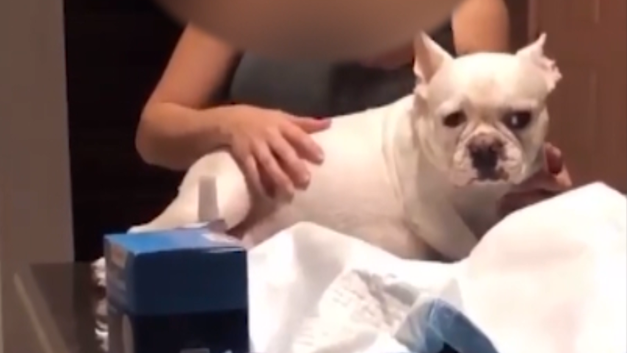 TikTok video shows fake vet performing surgery on dog in Florida ...