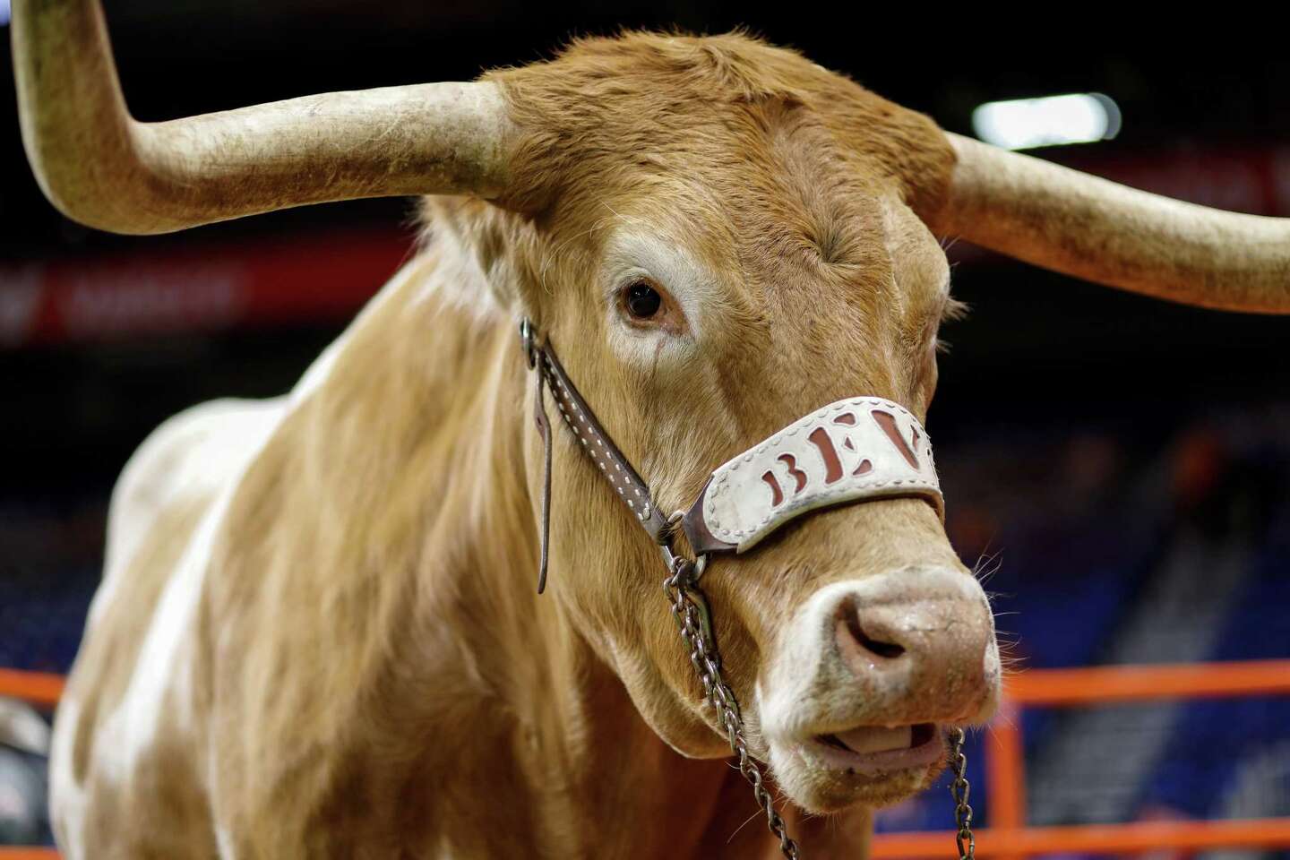 All you need to know about legendary longhorns, true Texas icons