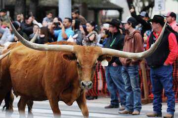 All you need to know about legendary longhorns, true Texas icons