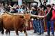 All you need to know about legendary longhorns, true Texas icons