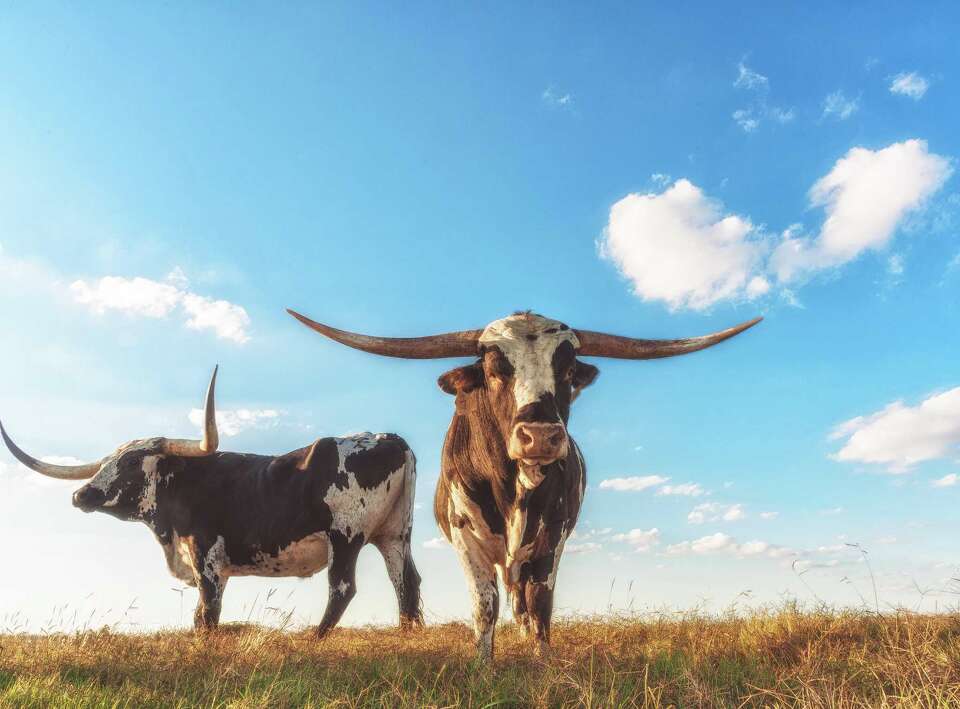 All you need to know about legendary longhorns, true Texas icons
