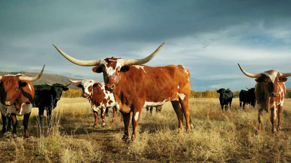 All you need to know about legendary longhorns, true Texas icons