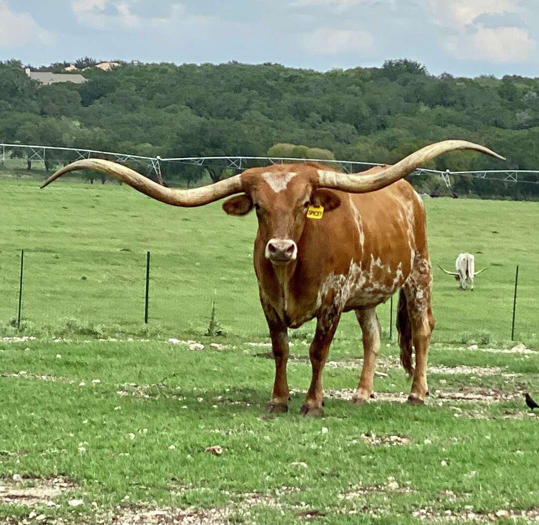 All you need to know about legendary longhorns, true Texas icons