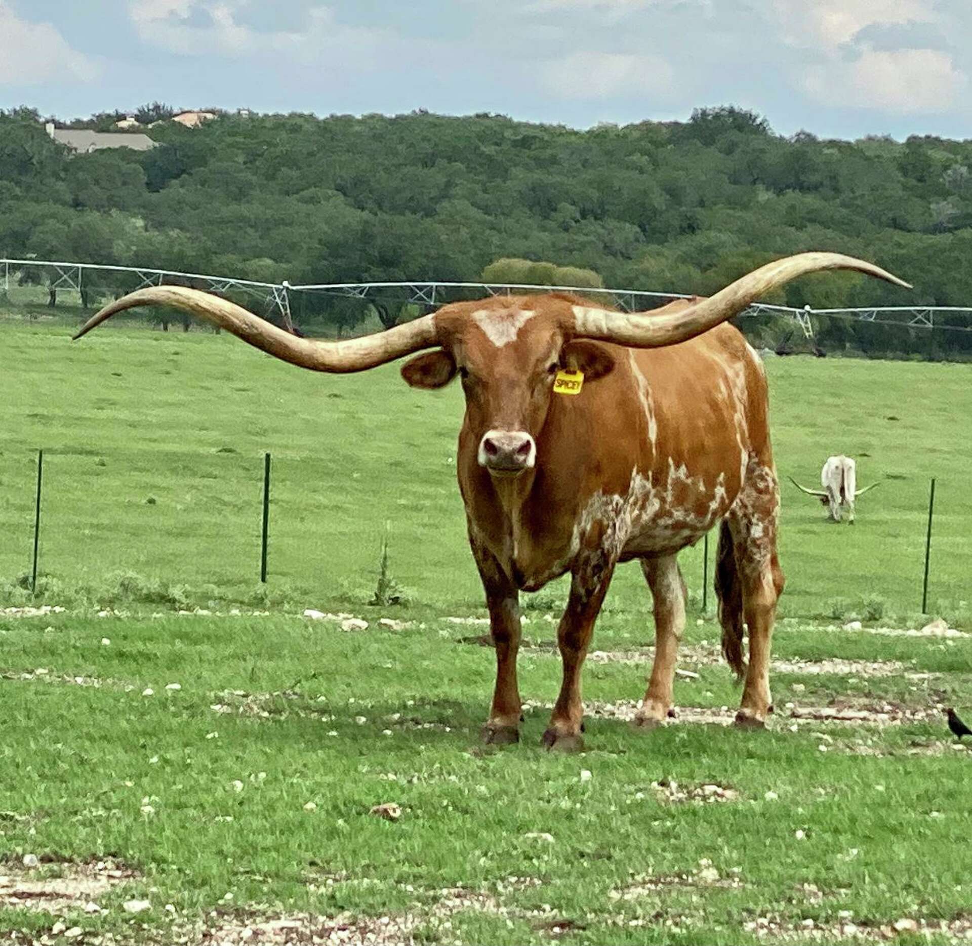 All you need to know about legendary longhorns, true Texas icons