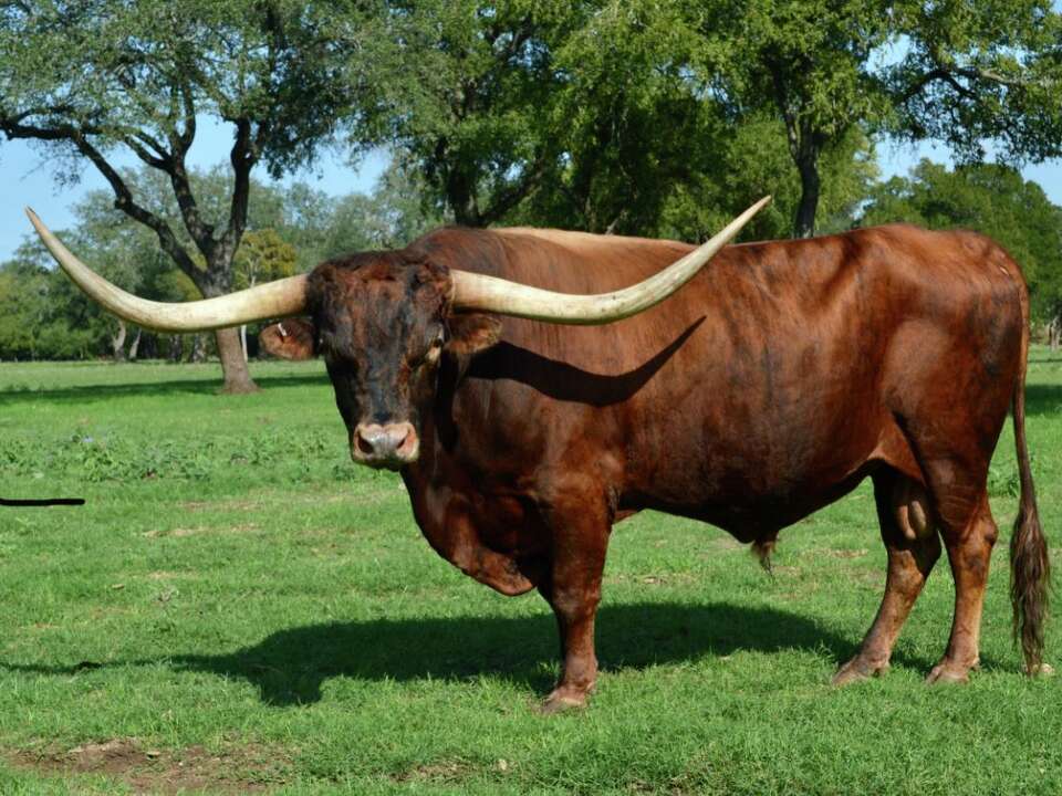 All you need to know about legendary longhorns, true Texas icons