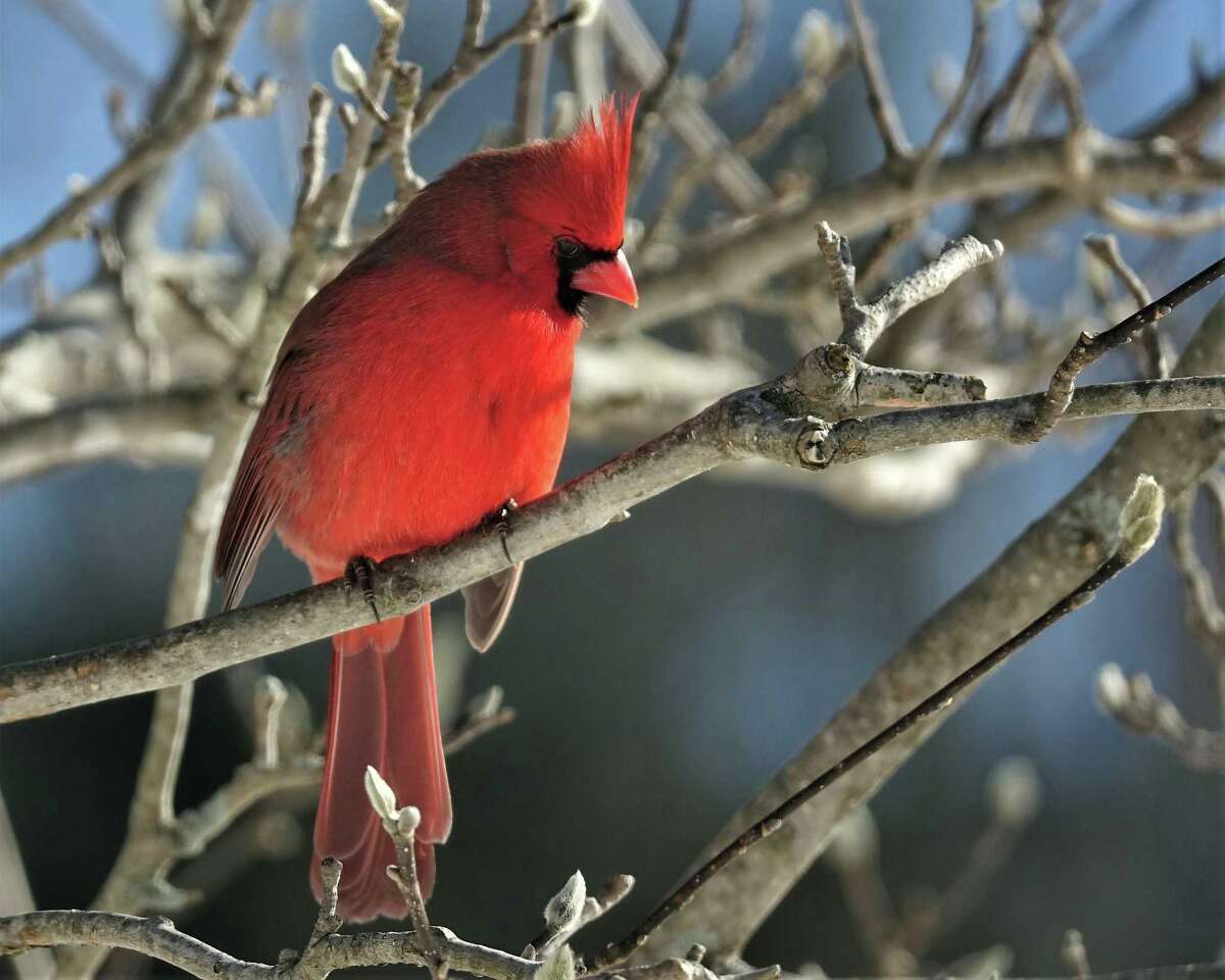 Cornwall Library program offers backyard birding tips from Sharon Audubon