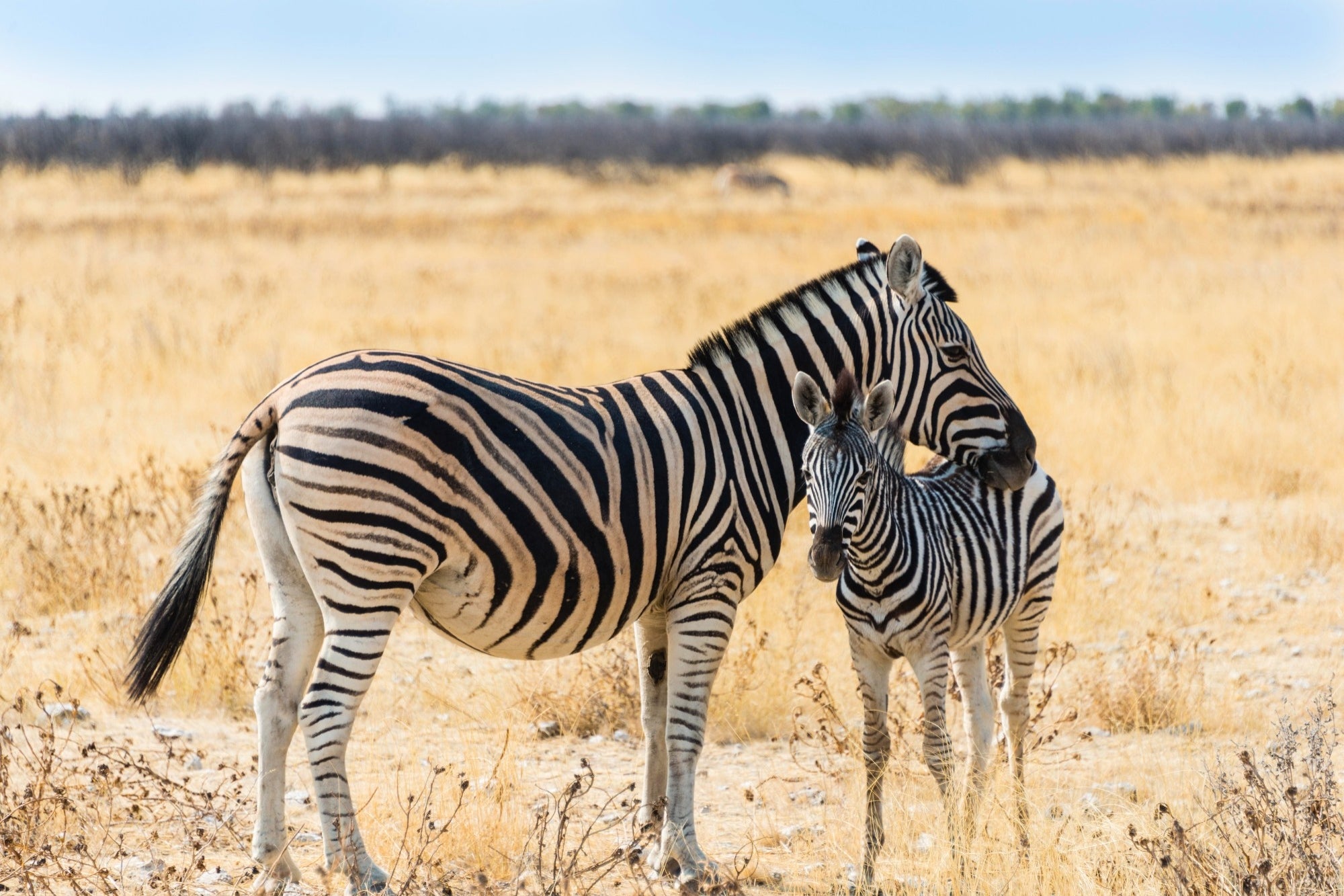 Zebra Companies, Not Unicorns, Will Rebuild Latin America's Economy in 2021