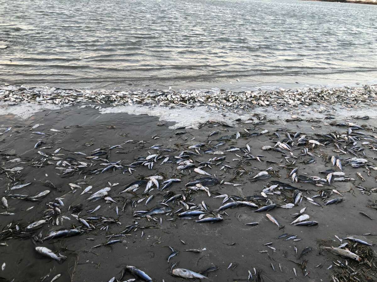 TPWD: Fish are turning up dead due to freezing Texas temperatures