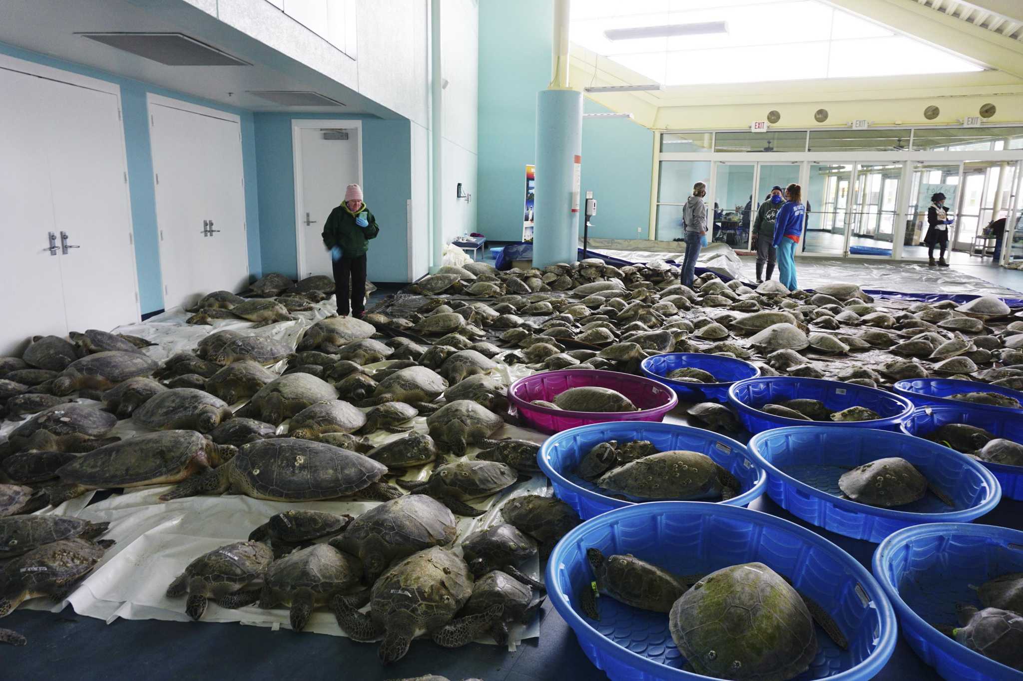 Texans stepping up to rescue a record-breaking number of sea turtles from freeze in Galveston ...