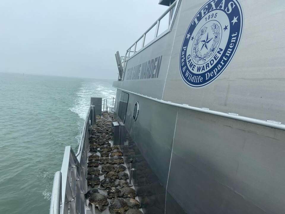 The San Francisco Zoo joins effort to rescue 'cold-stunned' sea turtles ...