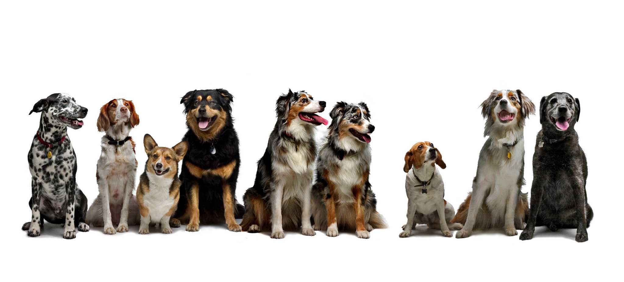 Joe Pisani: Ability to talk will give dogs new leash on life