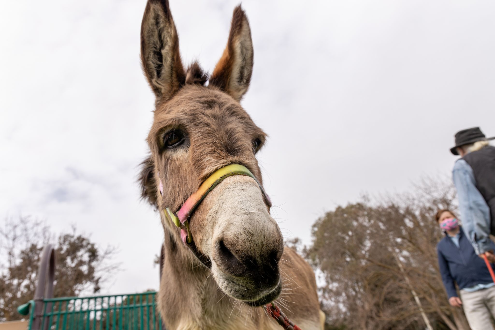Famous Bay Area donkey dies at age 30
