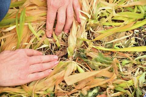 The freeze-damaged plants in San Antonio yards have homeowners asking ...