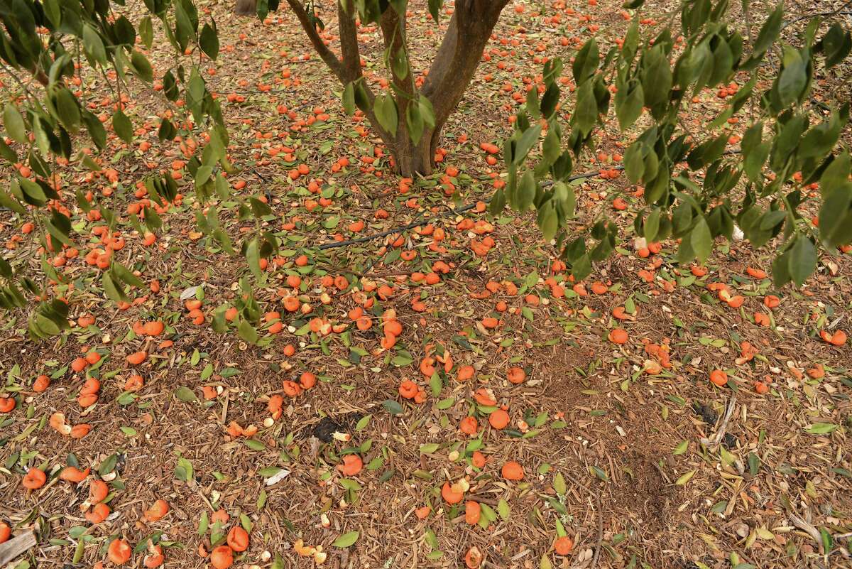The freeze-damaged plants in San Antonio yards have homeowners asking ...