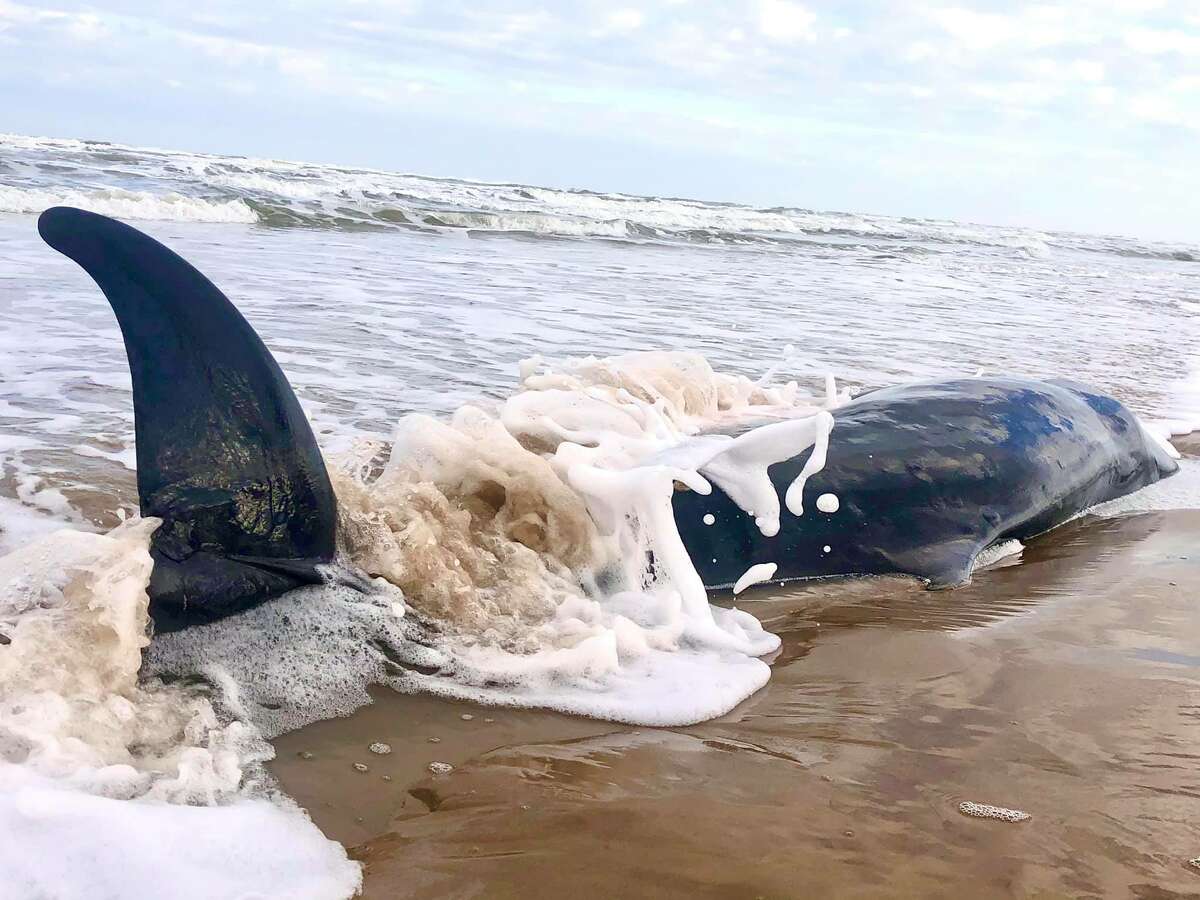 700-pound, 10-foot pygmy sperm whale is 18th to wash ashore at Padre Island