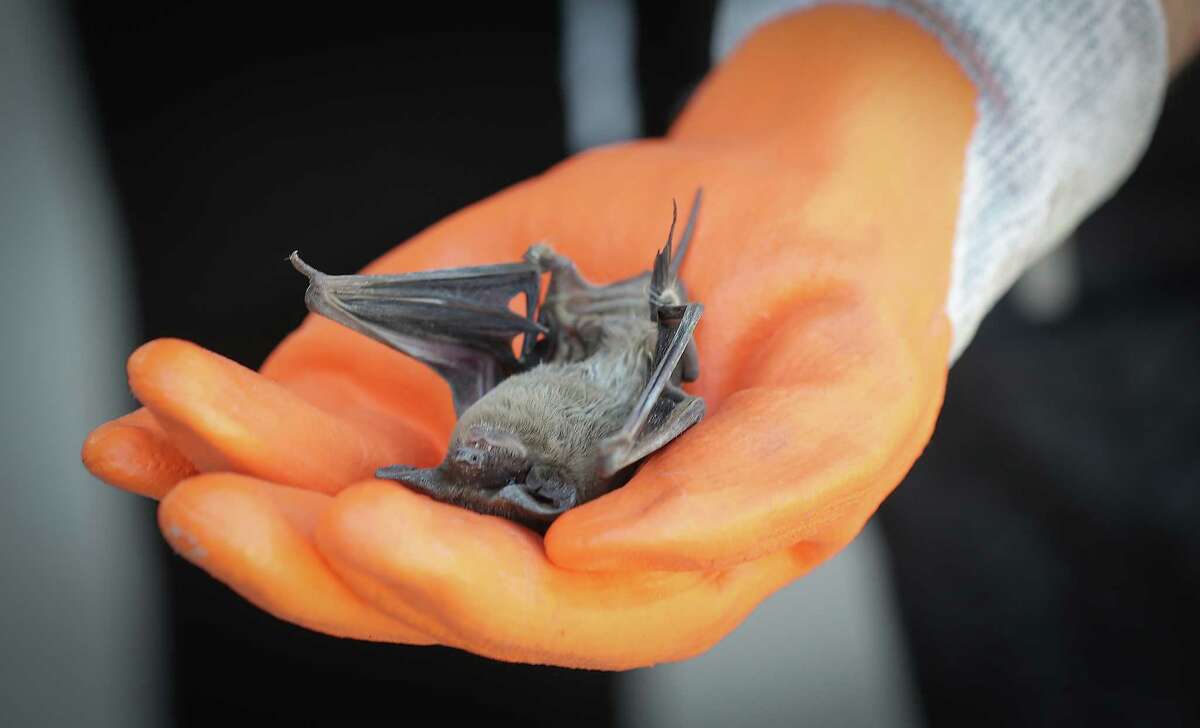 Freeze kills off many of Houston’s Waugh Bridge bats
