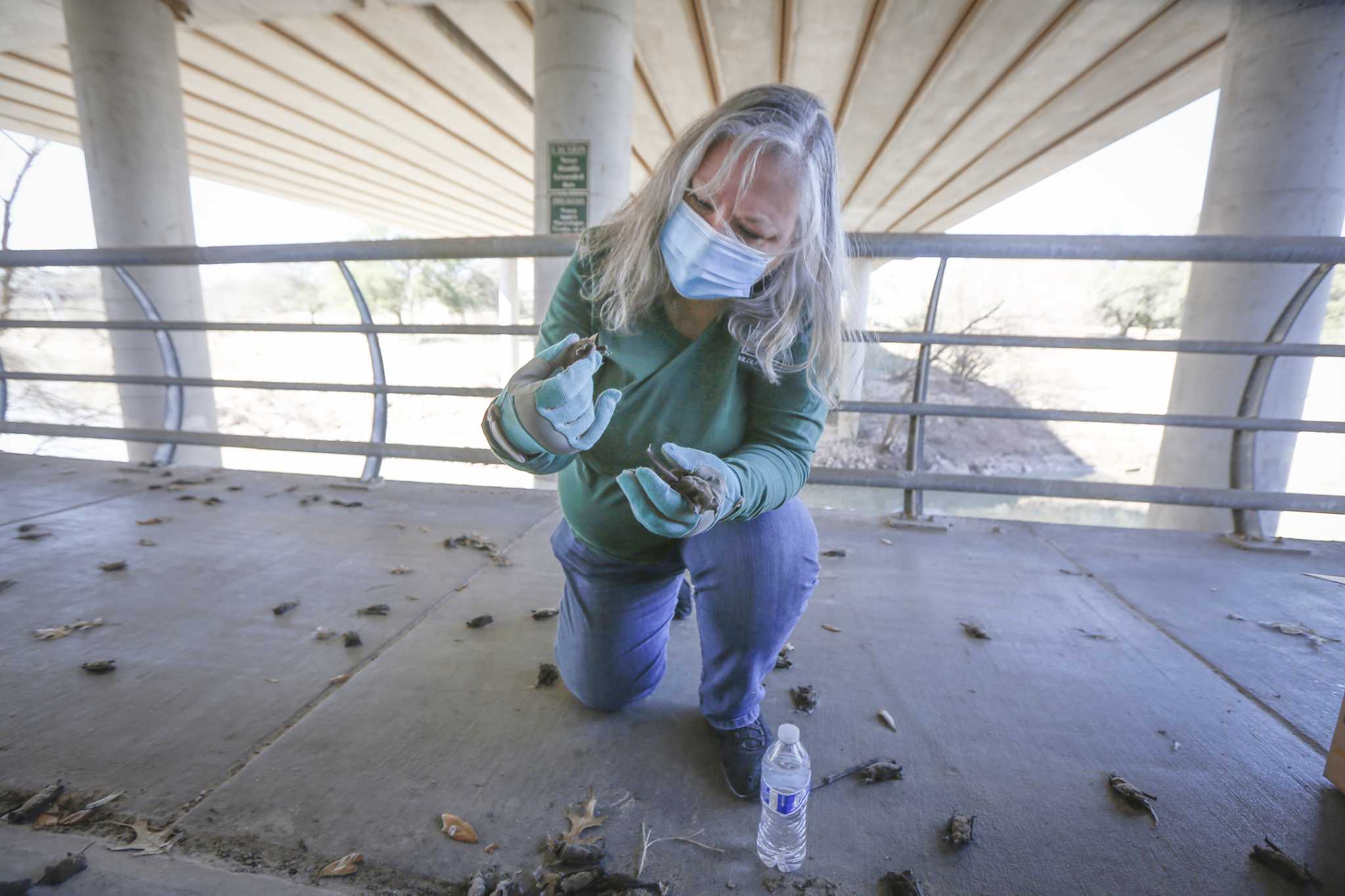 Freeze kills off many of Houston’s Waugh Bridge bats