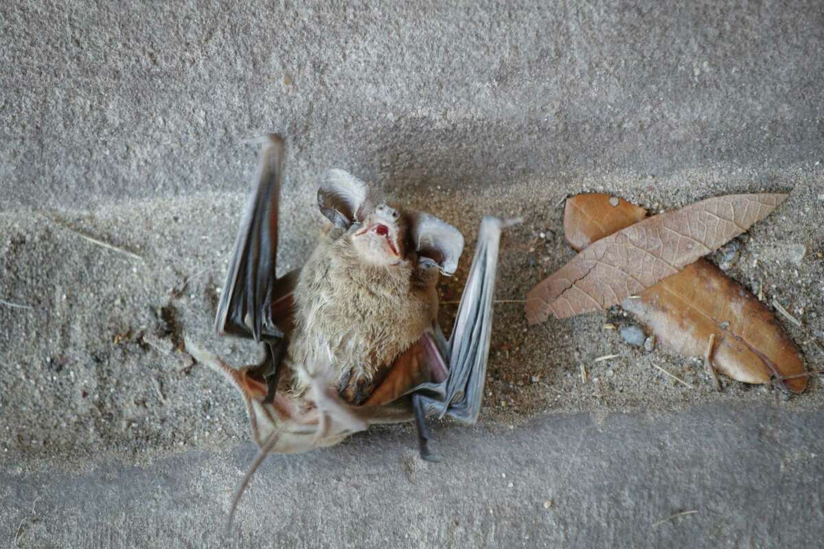 Freeze kills off many of Houston’s Waugh Bridge bats