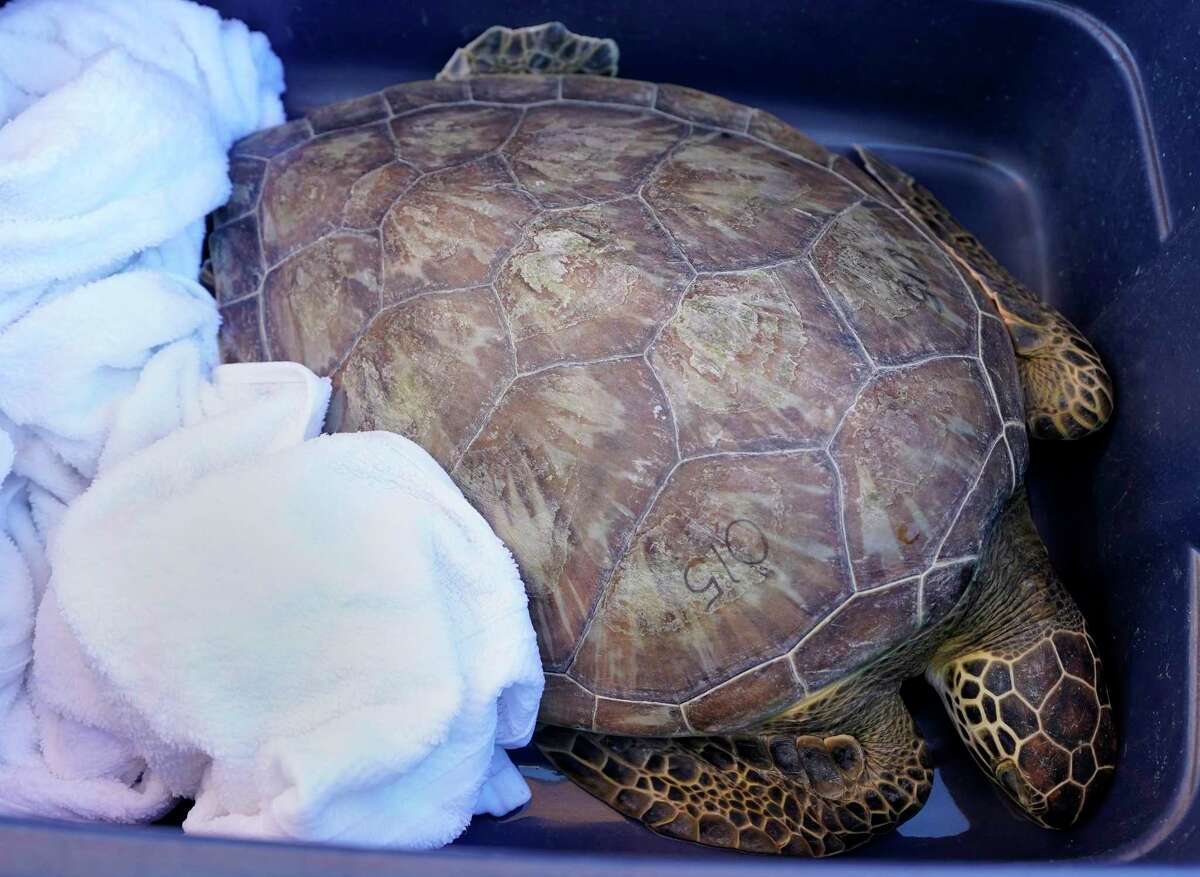 Cold-stunned sea turtles return to the Gulf after historic freeze