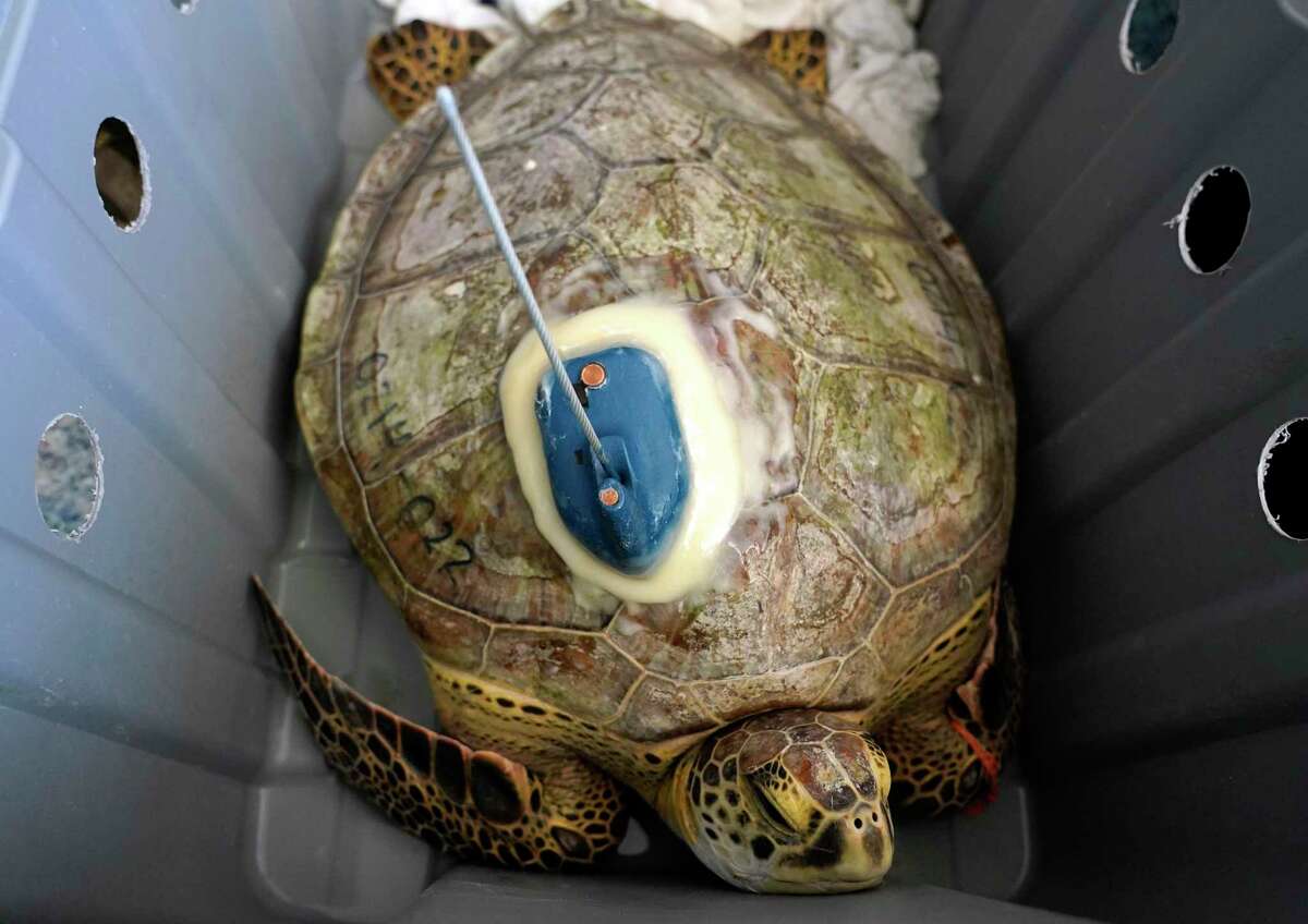 Cold-stunned sea turtles return to the Gulf after historic freeze