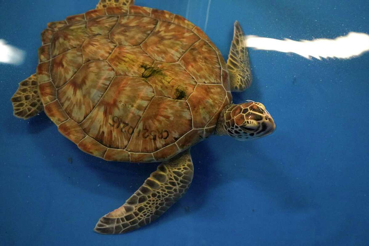 Cold-stunned sea turtles return to the Gulf after historic freeze