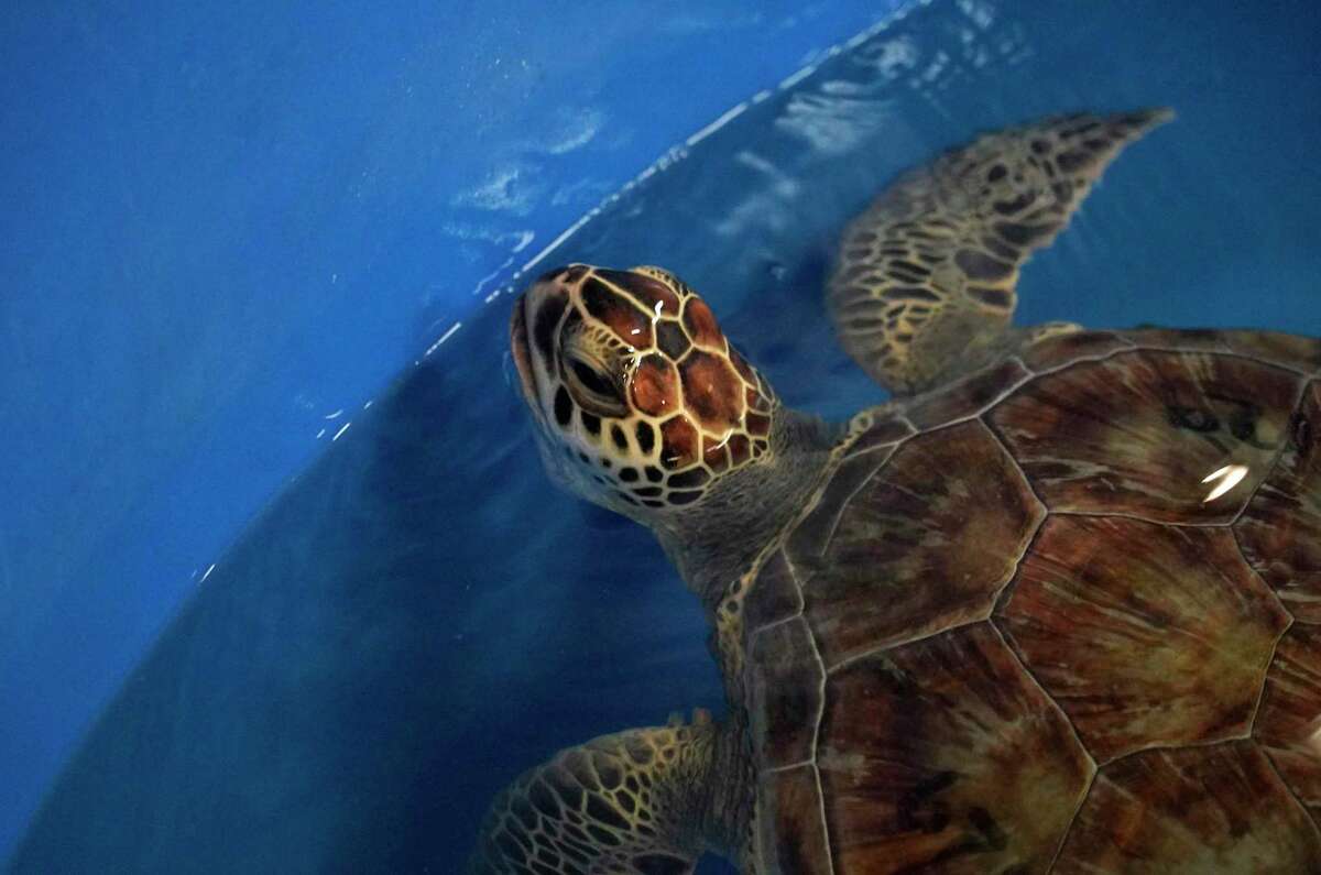 Cold-stunned sea turtles return to the Gulf after historic freeze