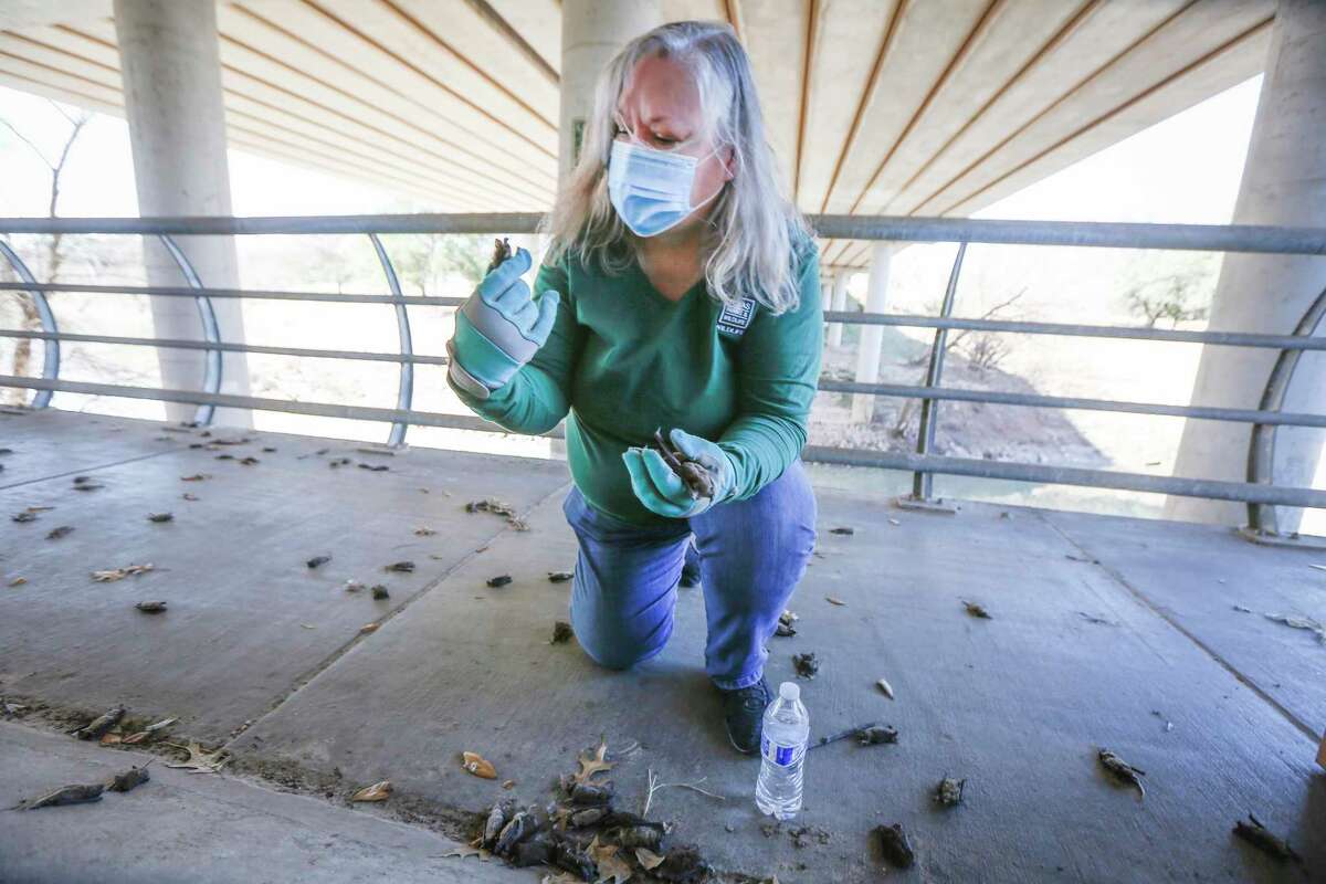 Freeze kills off many of Houston’s Waugh Bridge bats