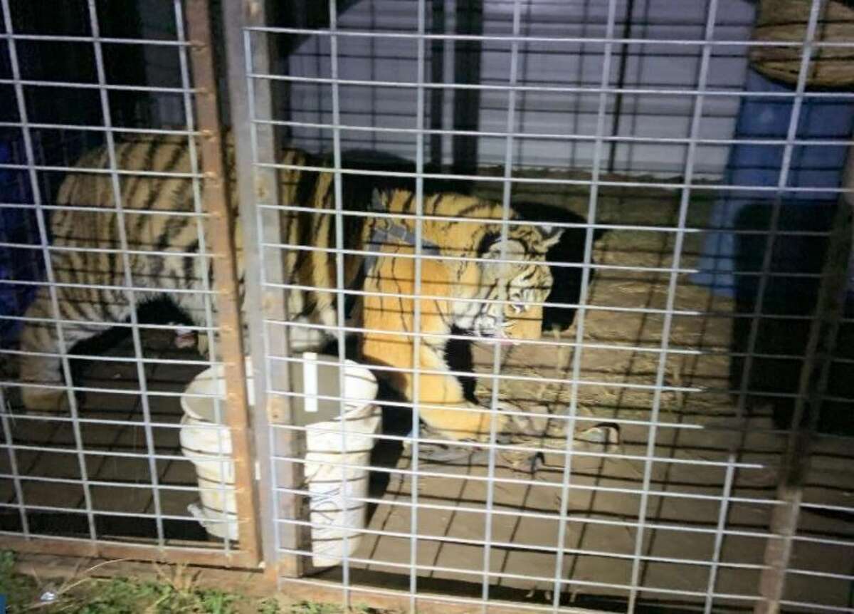 Tiger rescued during San Antonio's freeze gets new home